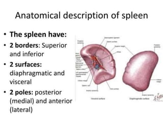 anatomy spleen powwerpoint for nursing students | PPTX