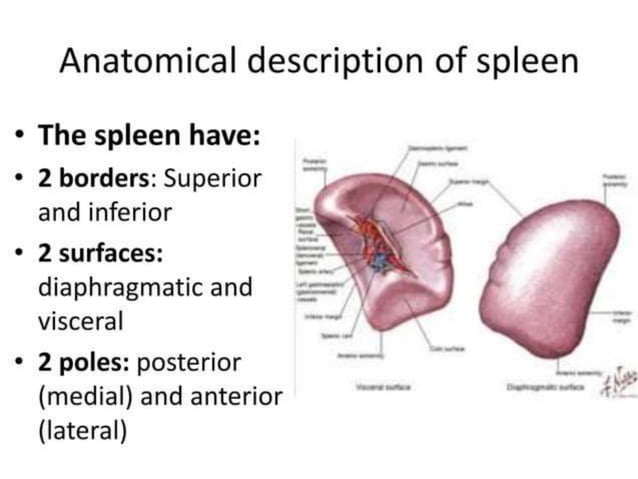 anatomy spleen powwerpoint for nursing students | PPTX
