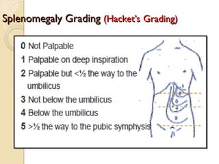spleen-gross anatomy - physiology---.ppt