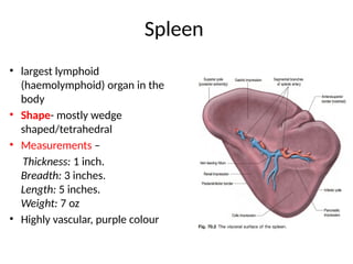 Spleen.pptx........................................ | PPT