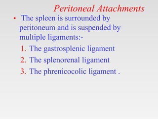 Spleen-Anatomy physiology.pptx
