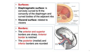 SPLEEN 02.pptxaaaaaaaaaaaaaakkkkkkkkkkkk | PPTX
