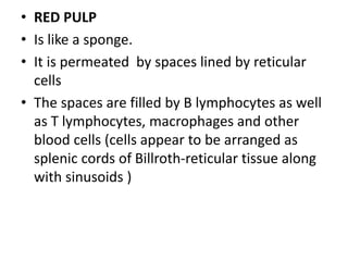 Spleen (1).pptx