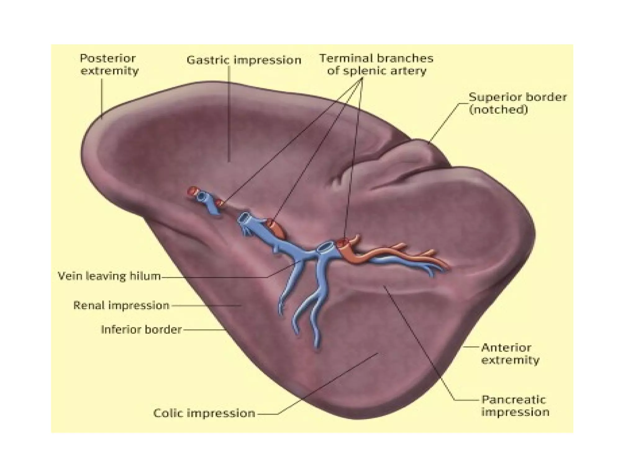Spleen Ultrasound anatomy structure scanning techniques and pathologies ...