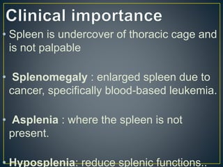 Spleen anatomy | PPTX