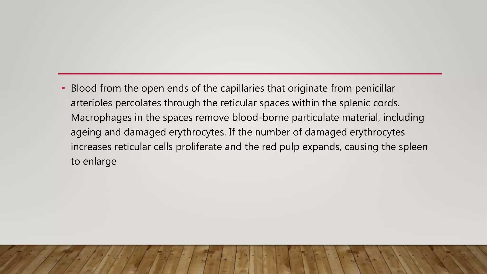 Spleen anatomy and physiology | PPTX