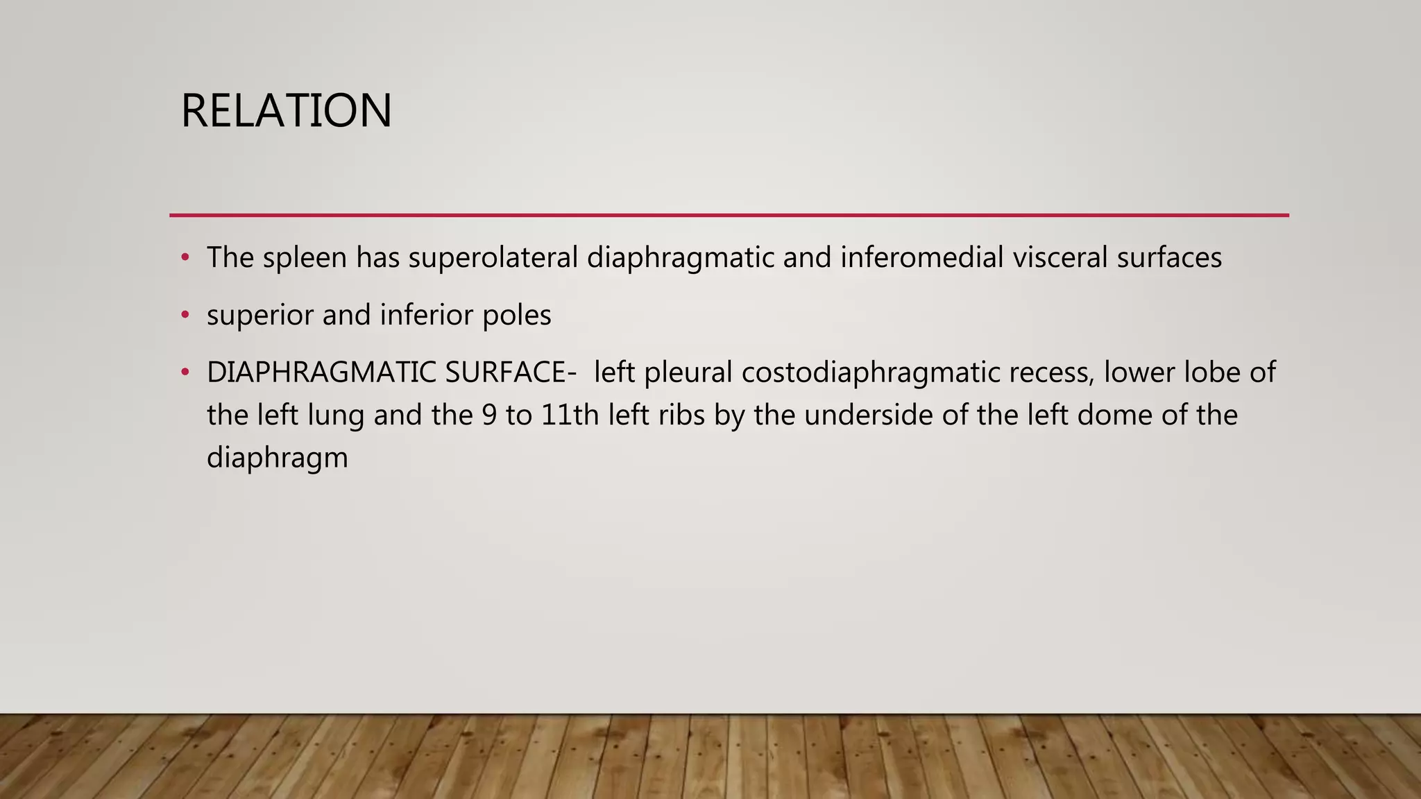 Spleen anatomy and physiology | PPTX