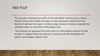 Spleen anatomy and physiology | PPTX