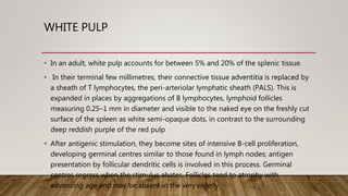 Spleen anatomy and physiology | PPTX