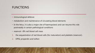 Spleen anatomy and physiology | PPTX