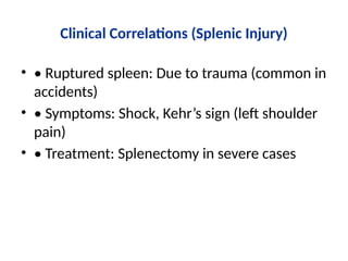 Spleen_Anatomy_Final presentation for the medical college | PPT