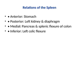 Spleen_Anatomy_Final presentation for the medical college | PPT