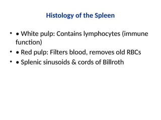 Spleen_Anatomy_Final presentation for the medical college | PPT