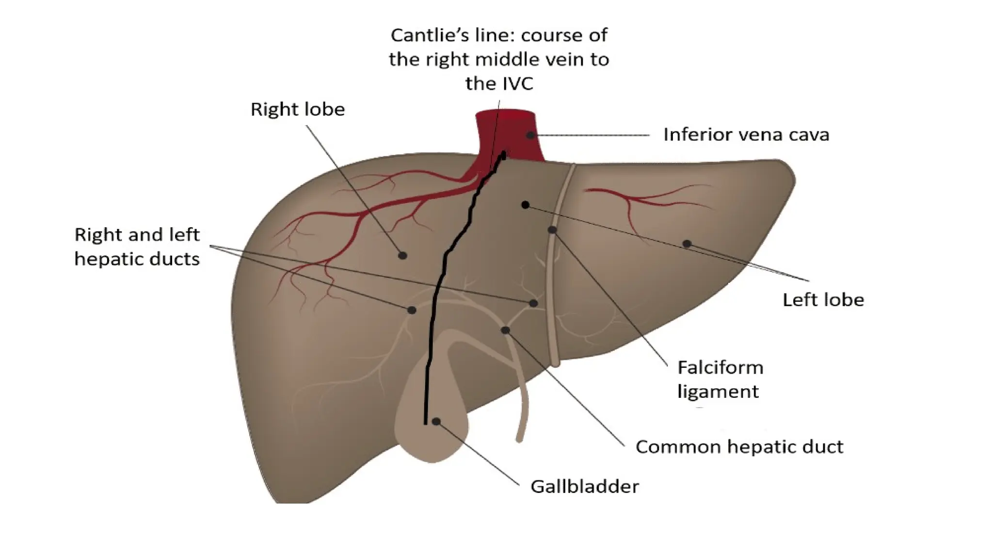 SPLEEN AND LIVER, ppt updated.pptx anatomy | PPTX