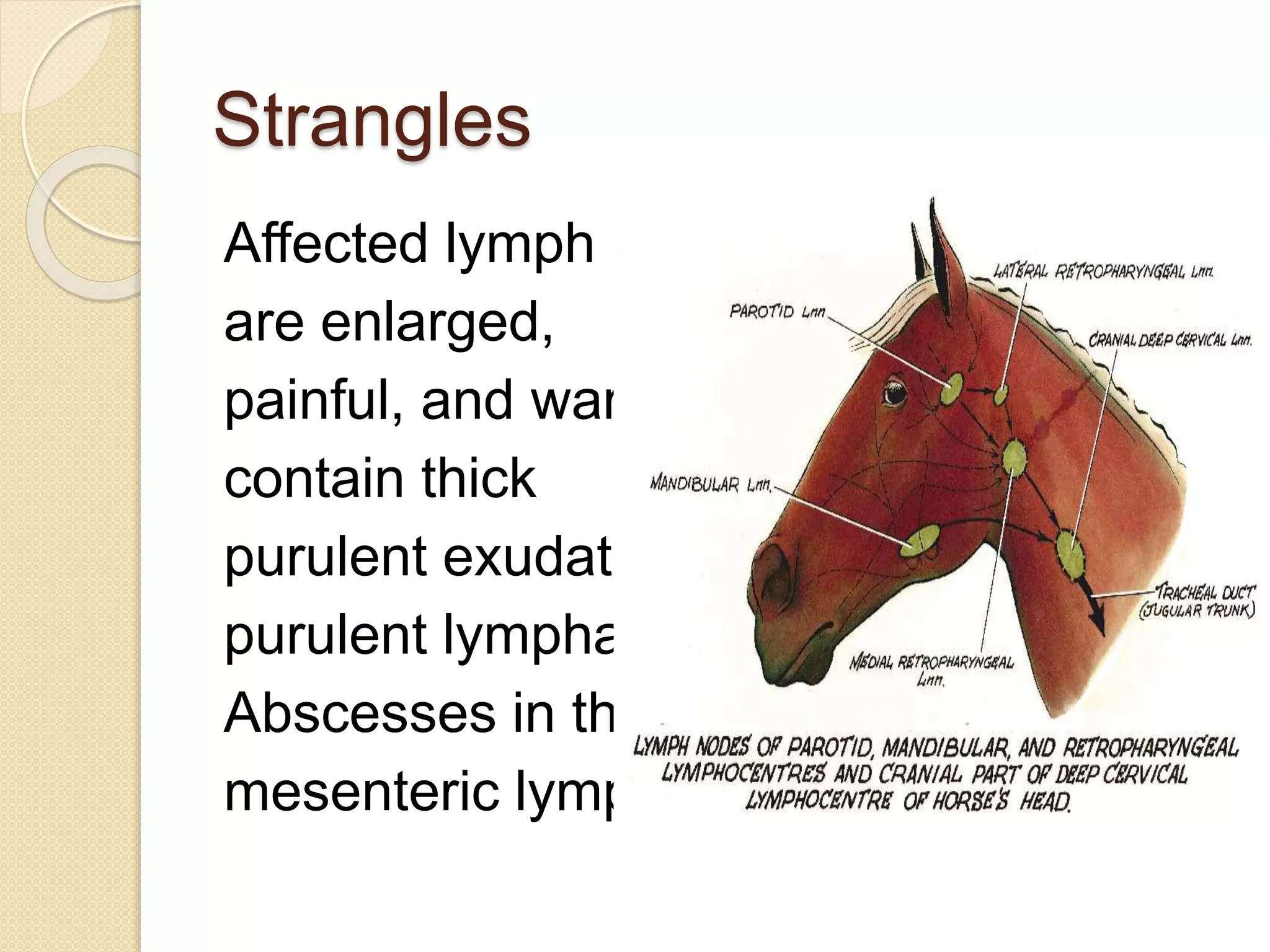 Spleen and lymph nodes | PPTX