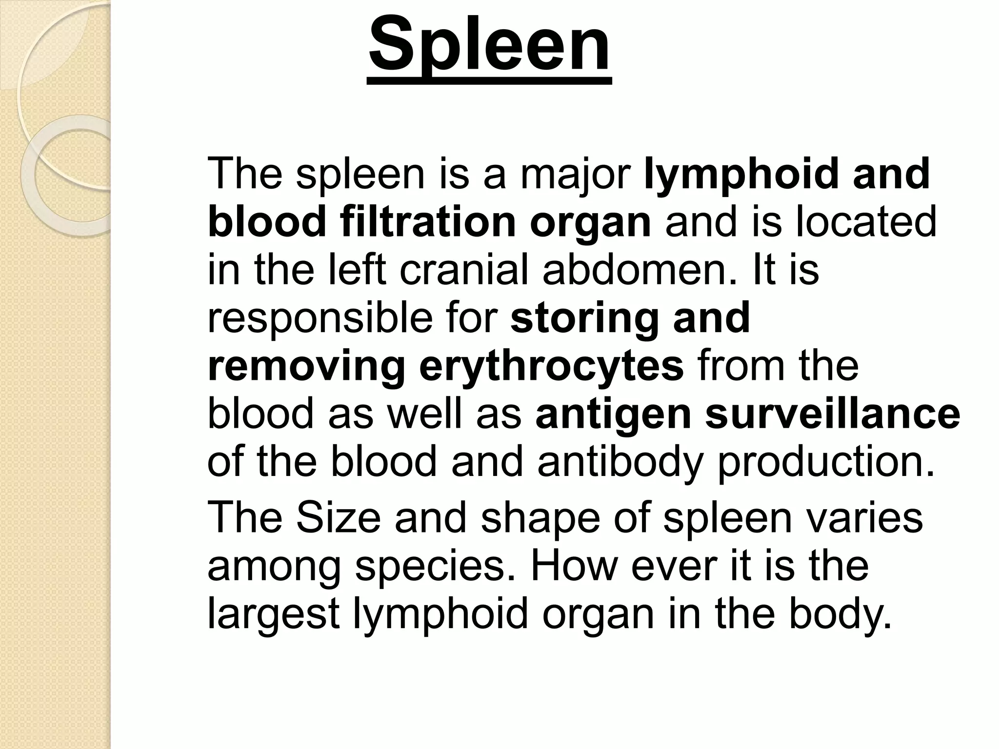 Spleen and lymph nodes | PPTX