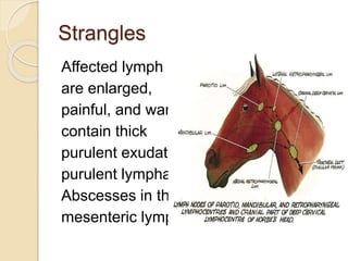 Spleen and lymph nodes | PPTX