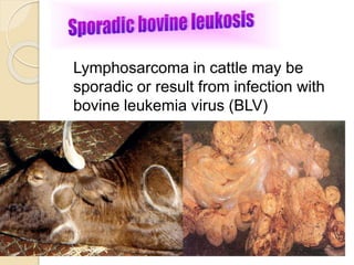 Spleen and lymph nodes | PPTX