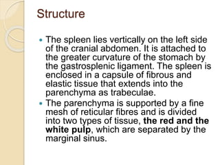 Spleen and lymph nodes | PPTX