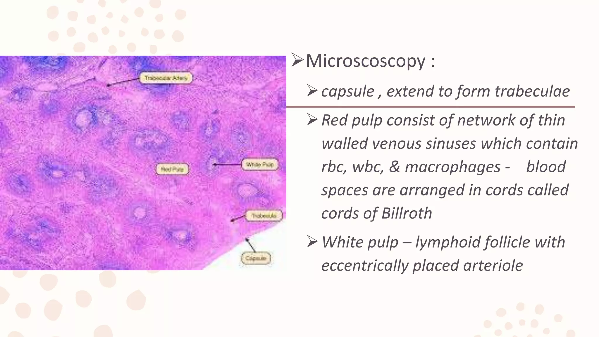 SPLENIC INFARCT, CVC SPLEEN & LUNGS PATHOLOGY PRACTICAL CLASS FOR MBBS ...