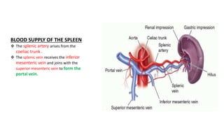Spleen dr aya.pptx