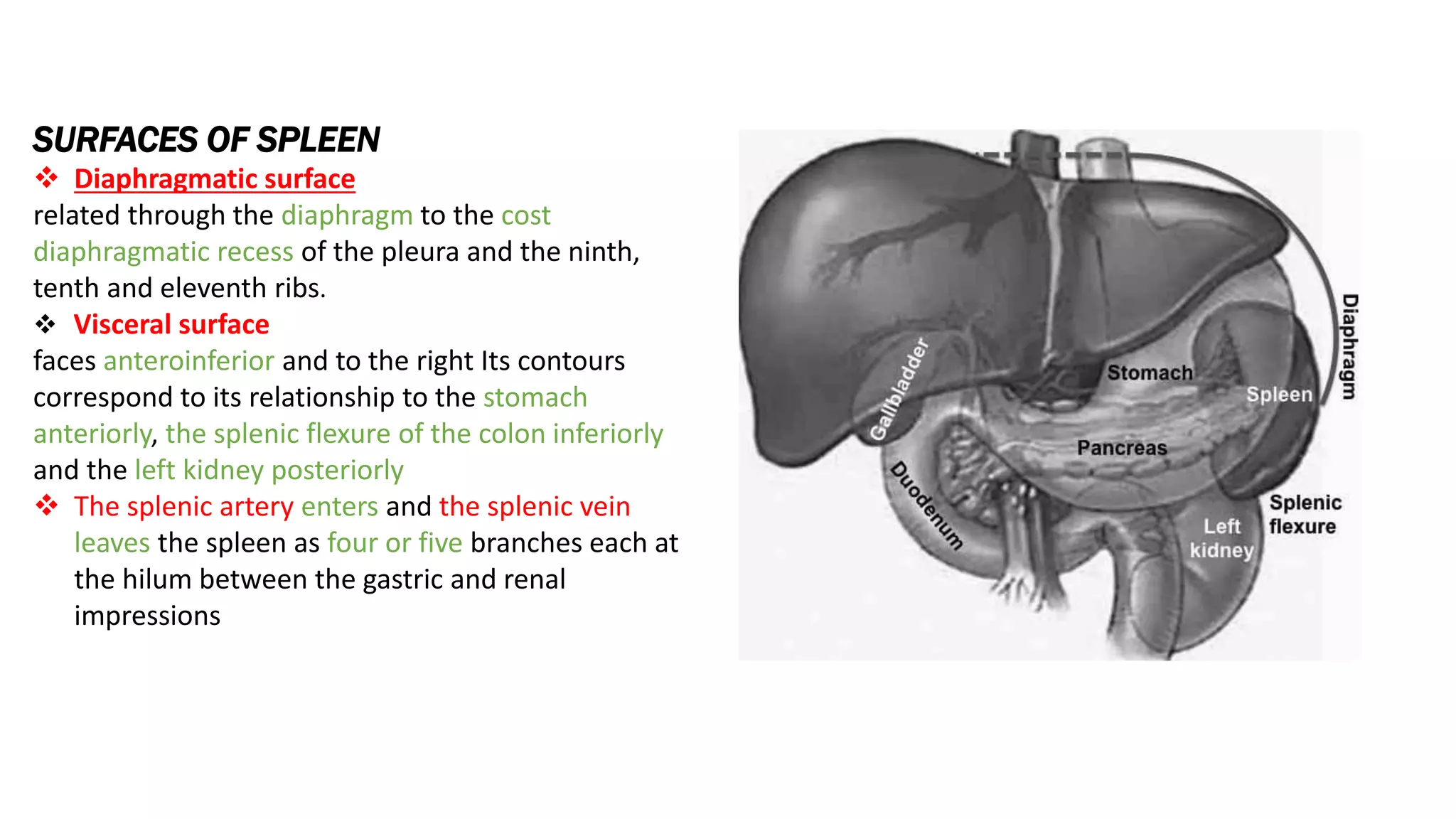 Spleen dr aya.pdf