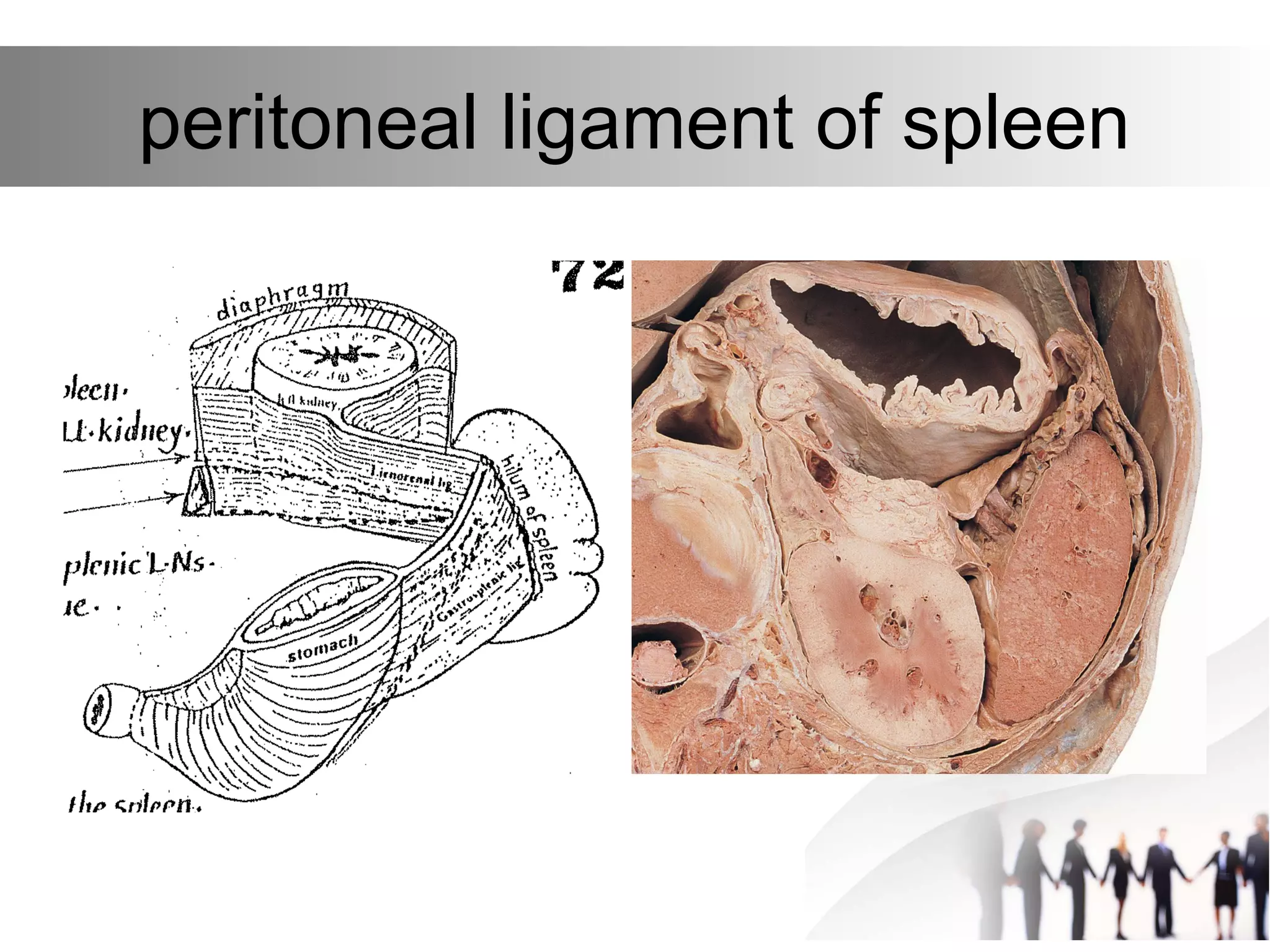 Spleenectomy | PPT