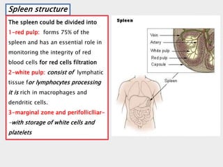 Spleen function and structure.ppt