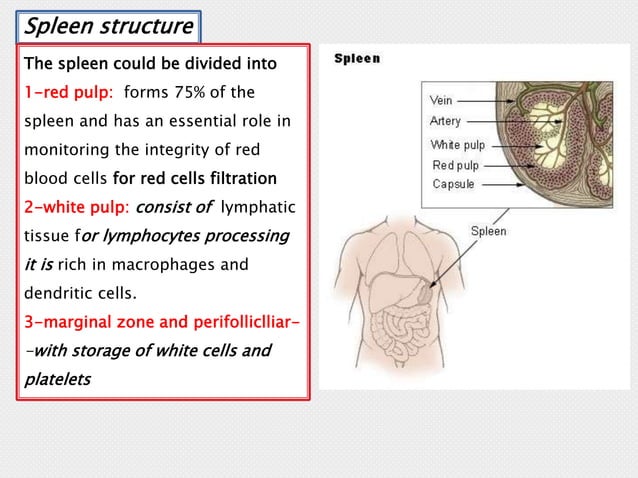 Spleen function and structure.ppt | Blood Disorders | Diseases and ...