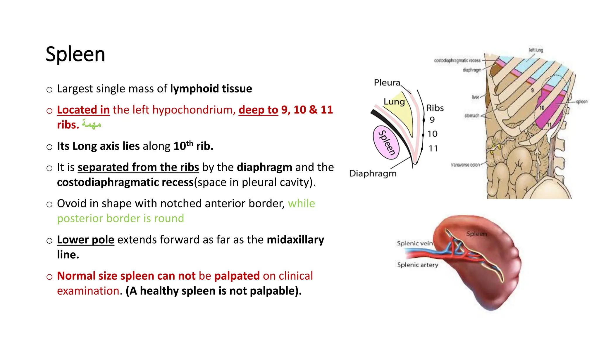 Anatomy of Spleen Short Notes for 1st professional medico | PDF