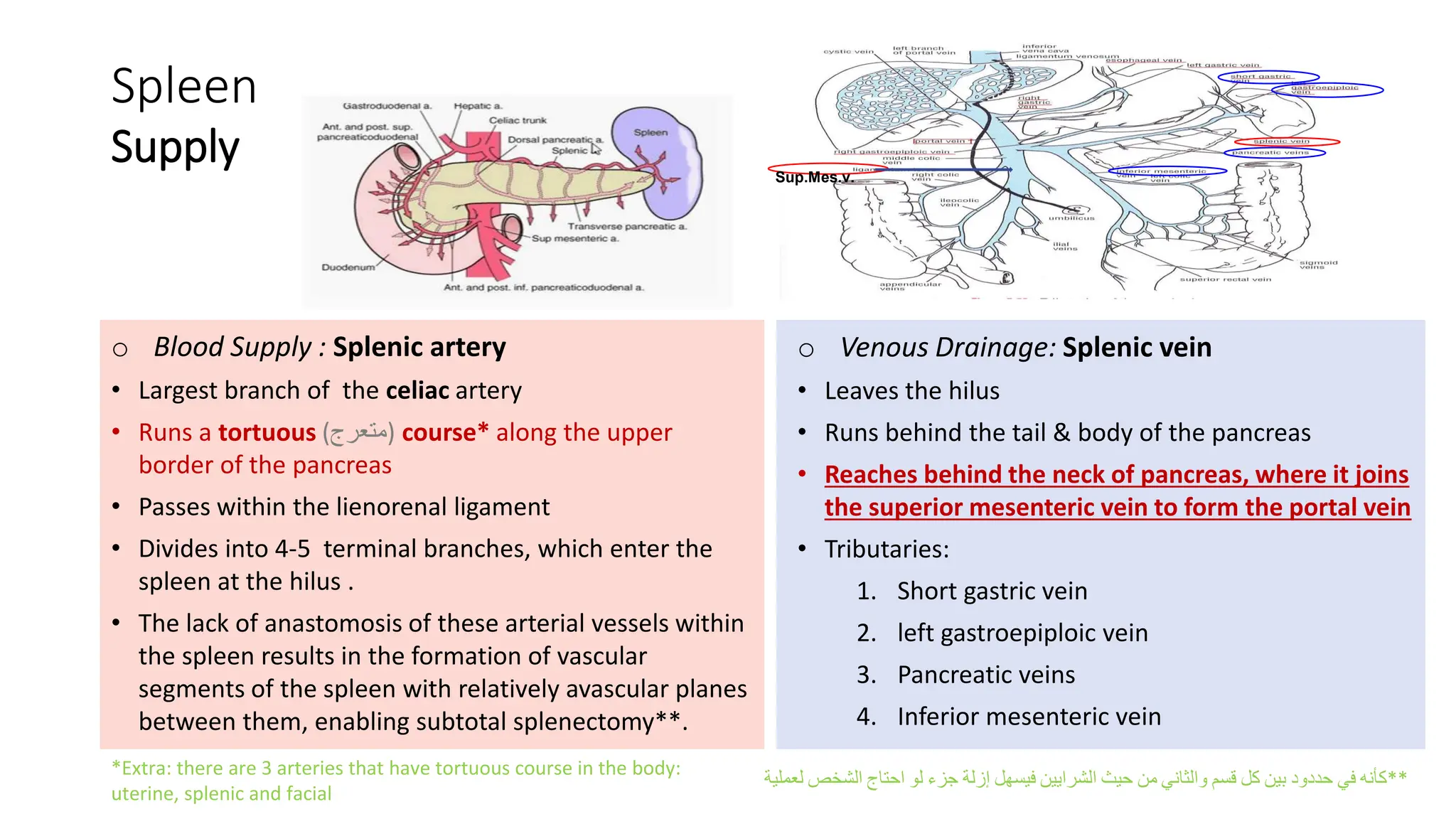 Anatomy of Spleen Short Notes for 1st professional medico | PDF