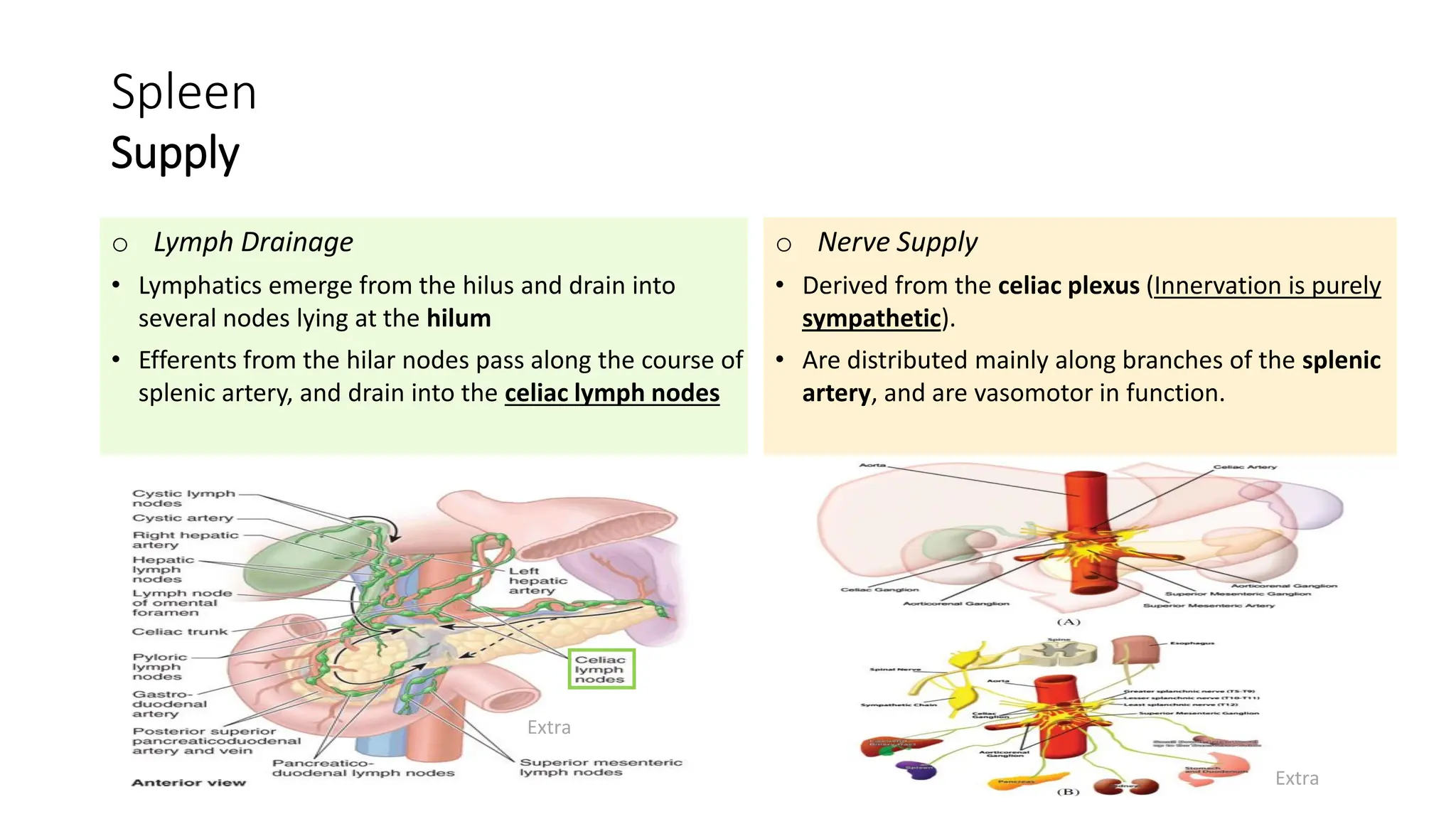 Anatomy of Spleen Short Notes for 1st professional medico | PDF