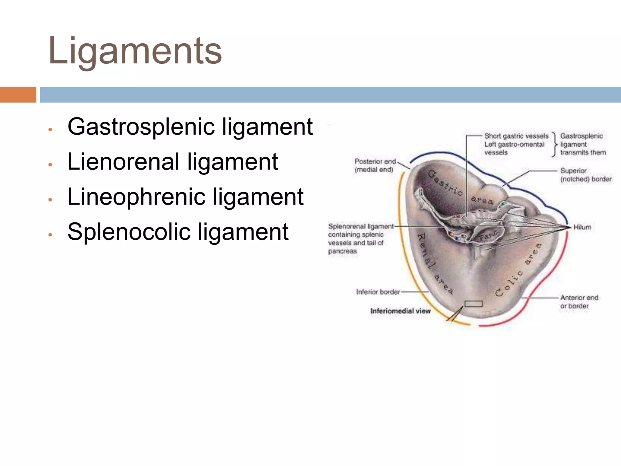Spleenomegaly & hypersplenism etiology pathogenesis and surgical ...