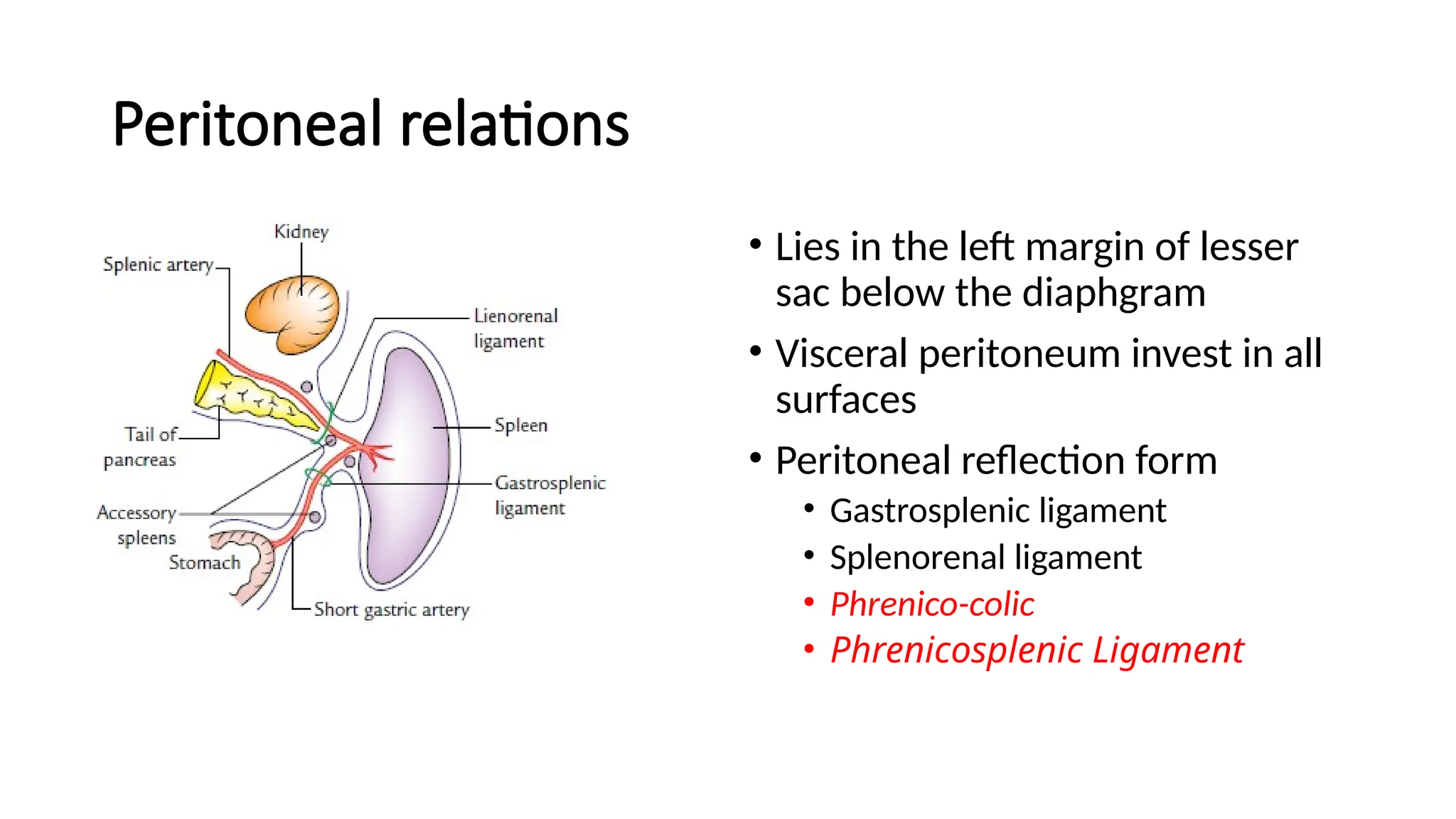 SPLEEN, OMENTAL BURSAE AND INTESTINES kenn.pptx