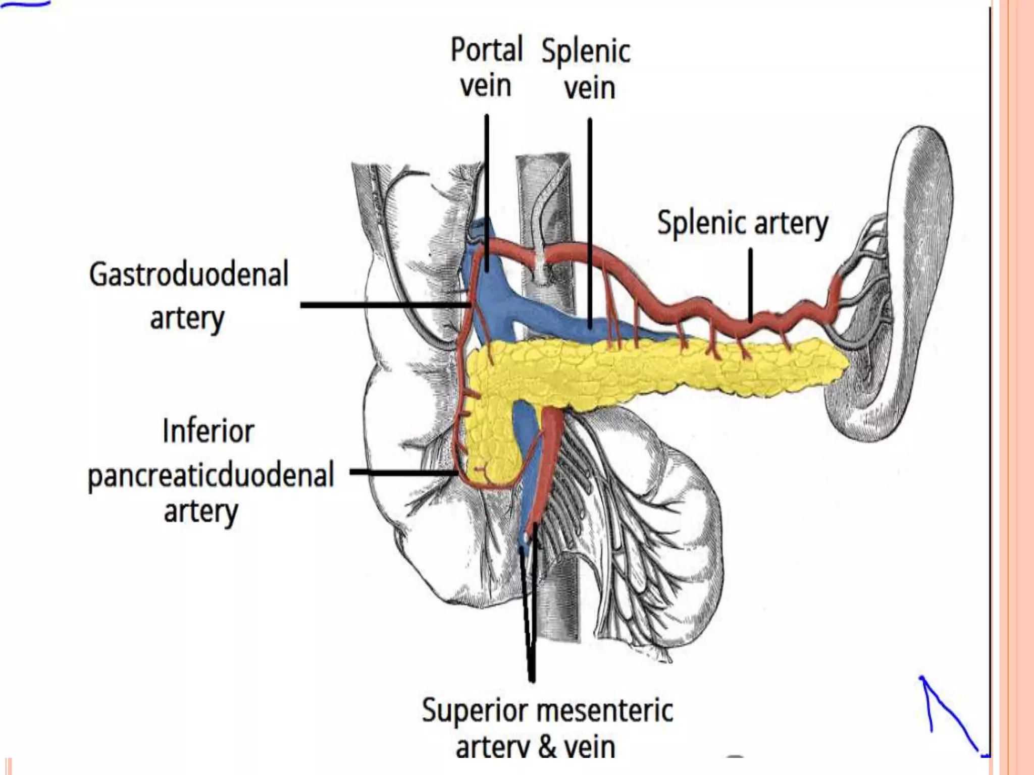 Spleen physiology and surgery | PPT