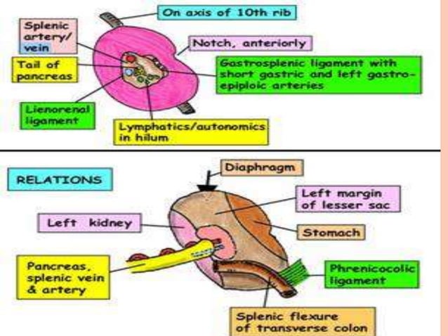 Spleen physiology and surgery | PPT