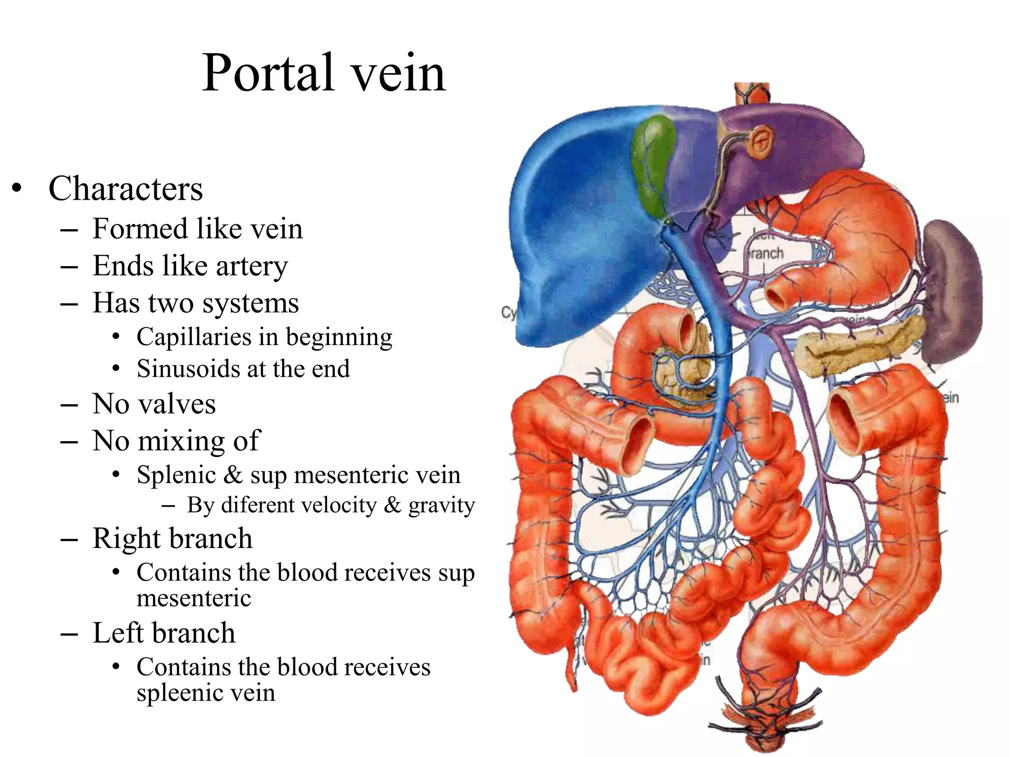 Spleen & portal vein | PDF