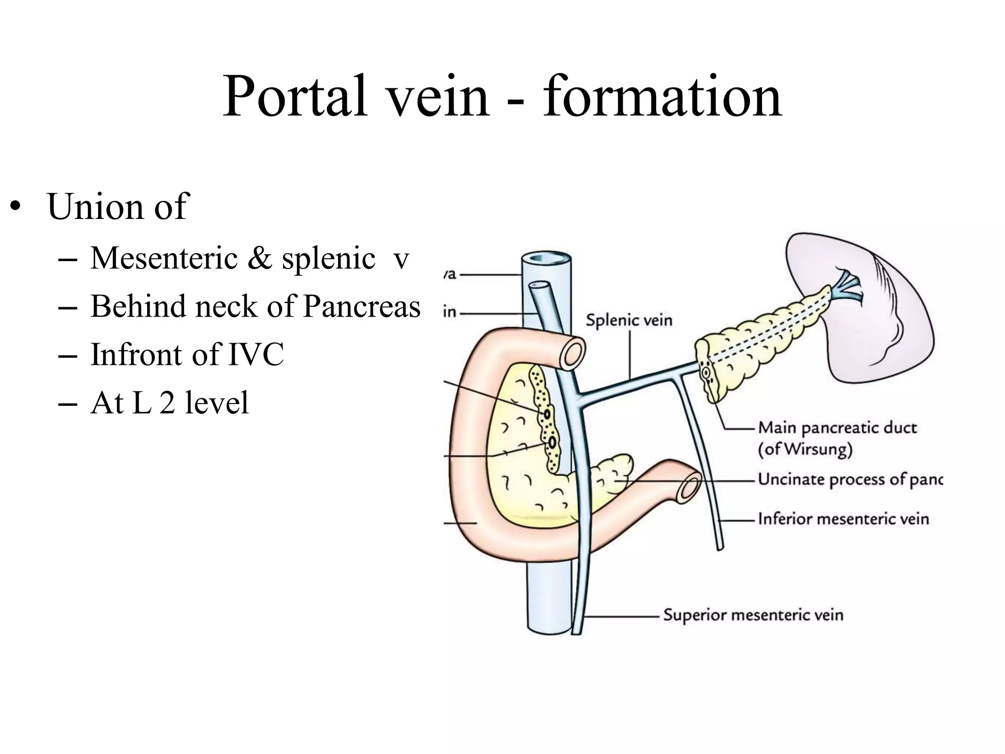 Spleen & portal vein | PDF