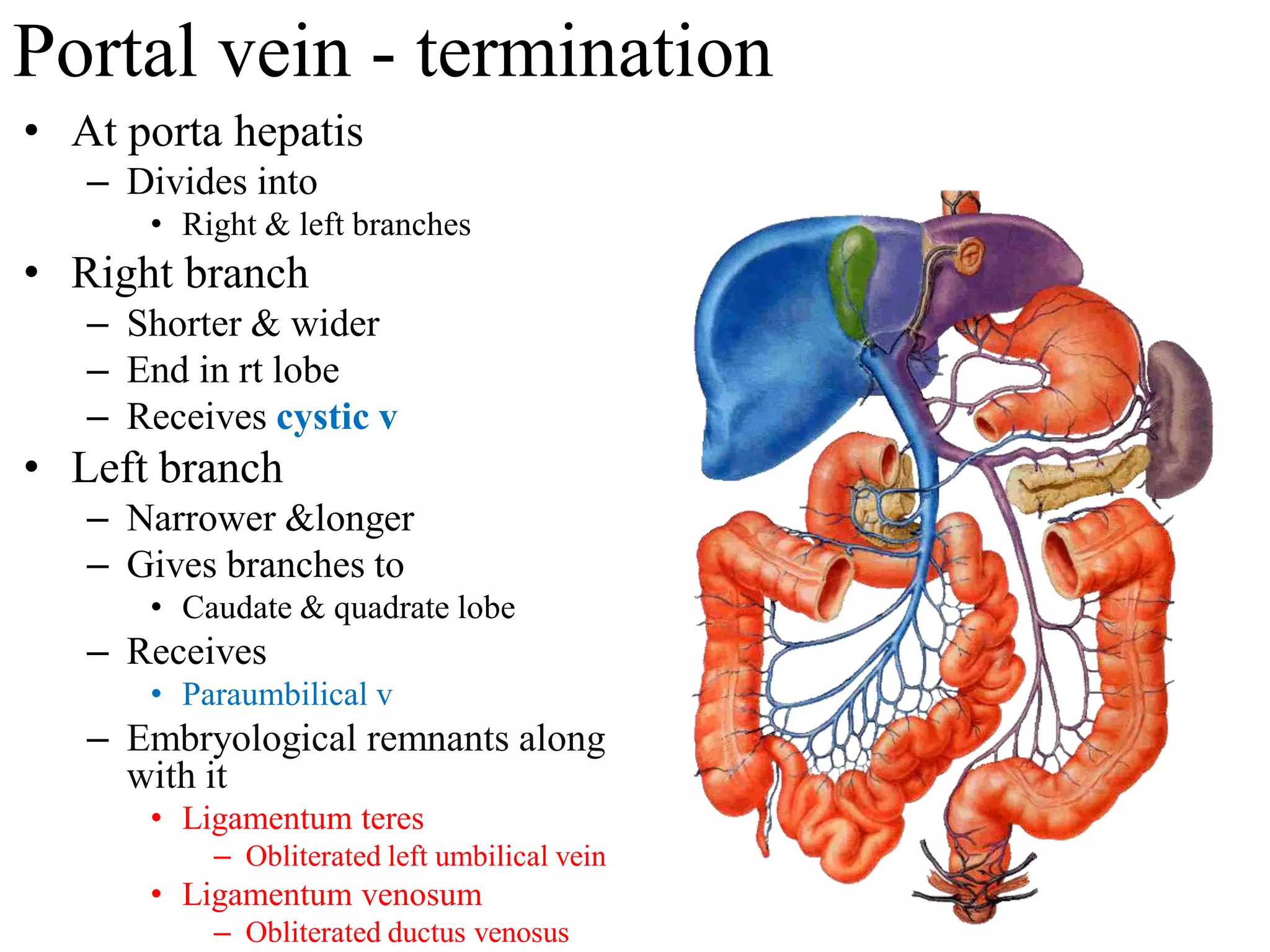 Spleen & portal vein | PDF