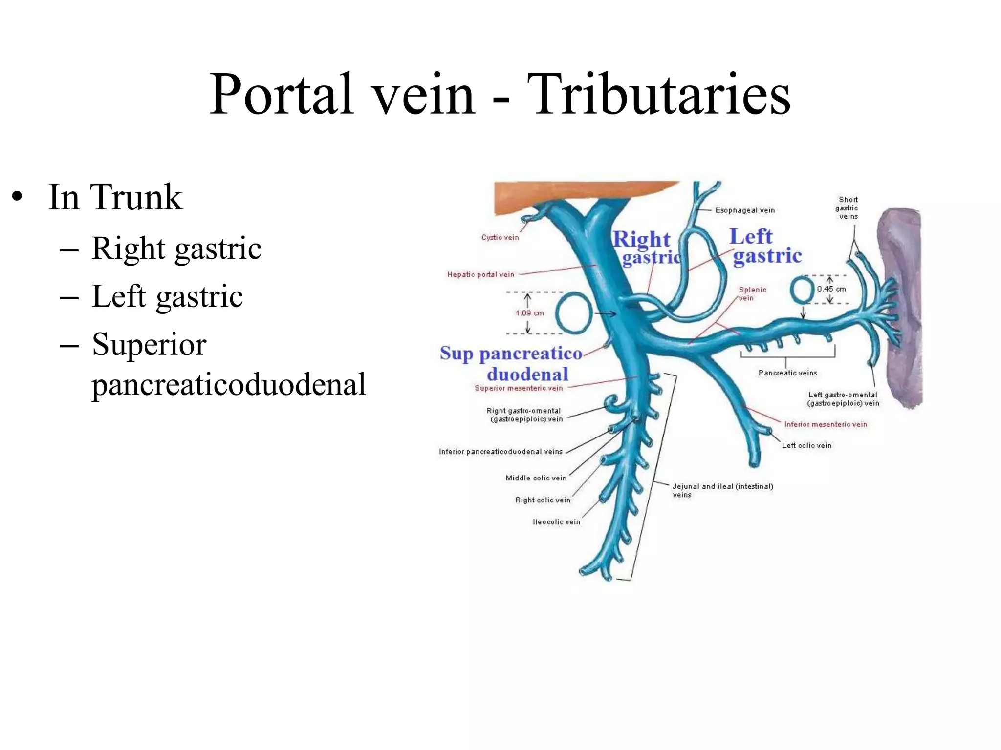 Spleen & portal vein | PDF
