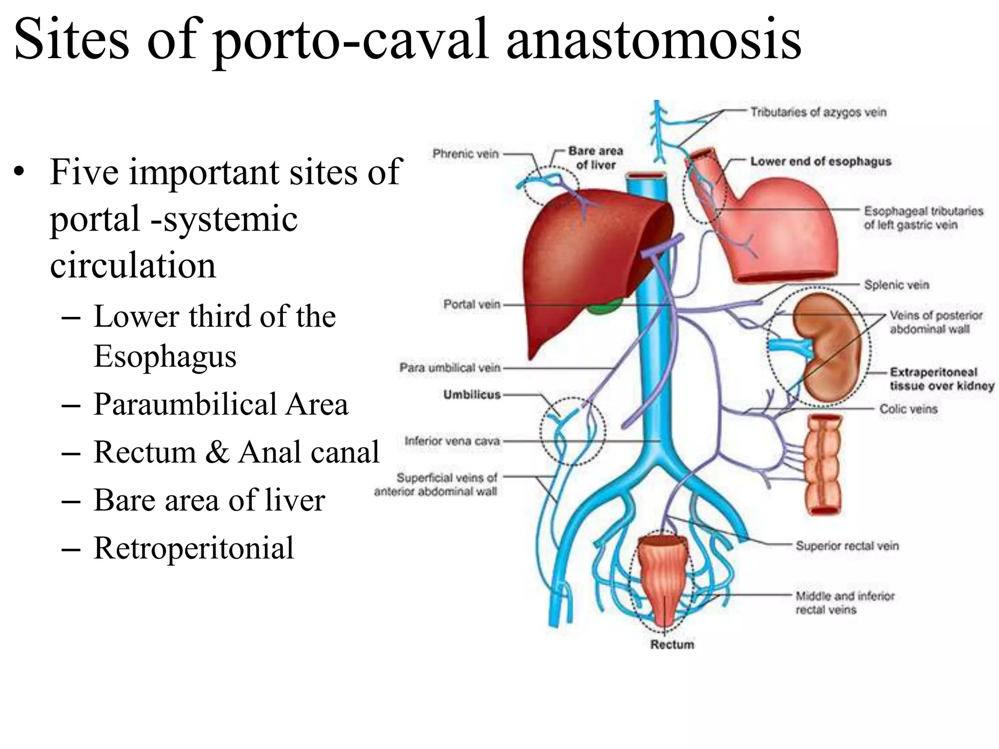Spleen & portal vein | PDF