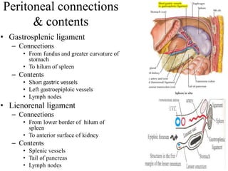 Spleen & portal vein | PPT