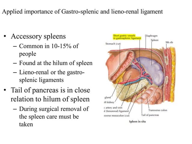 Spleen & portal vein | PPT