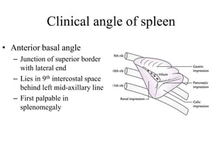 Spleen & portal vein | PPT