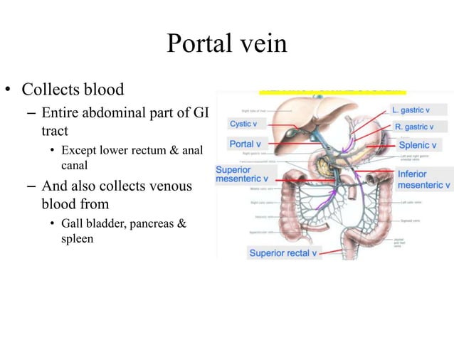 Spleen & portal vein | PPT
