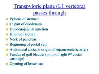 Spleen & portal vein | PPT