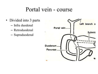 Spleen & portal vein | PPT