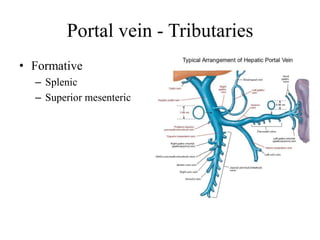 Spleen & portal vein | PPT