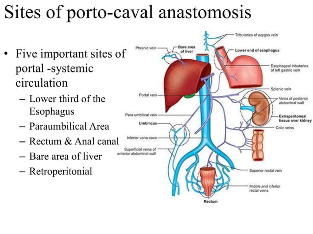 Spleen & portal vein | PPT