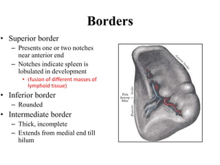 Spleen & portal vein | PPT